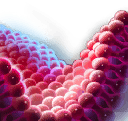 Elastic Membrane